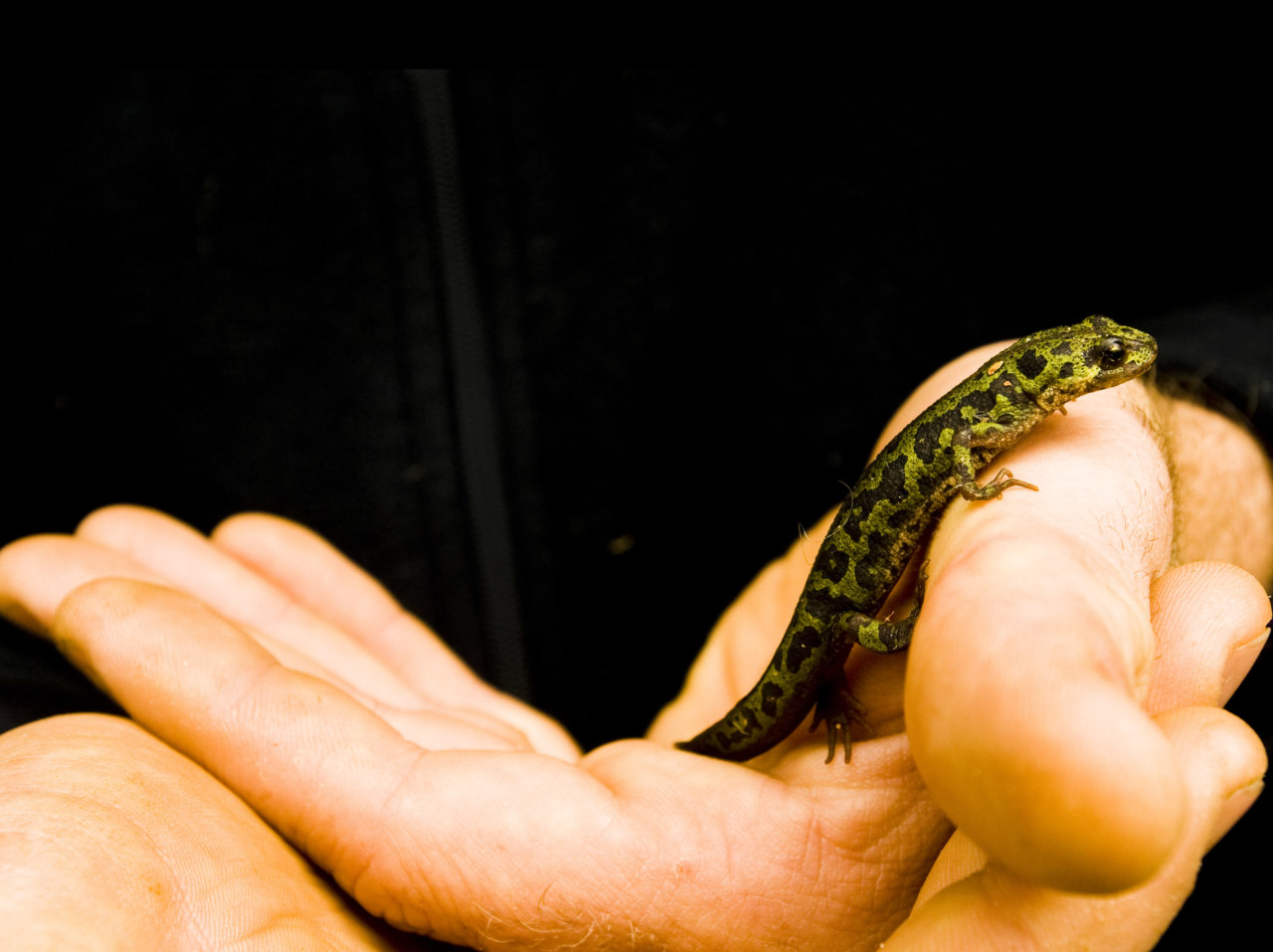 Peace with Nature and All Fellow Beings