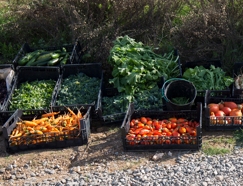 Food Sovereignty – seed saving and regional food autonomy