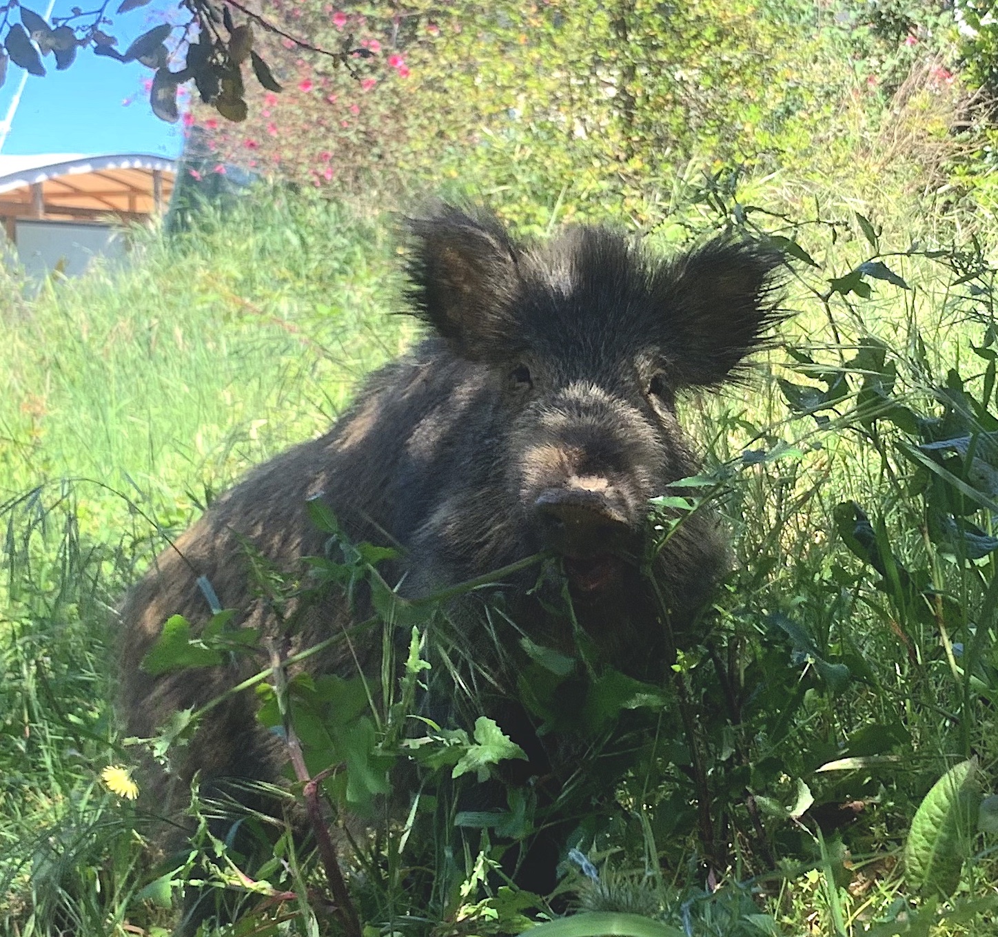 Wild Boar Research | Tamera Peace Research & Education